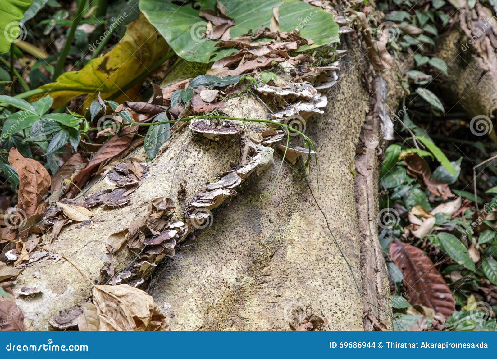 Mushroom on a Decayed Timber Stock Photo - Image of toadstool, timber ...