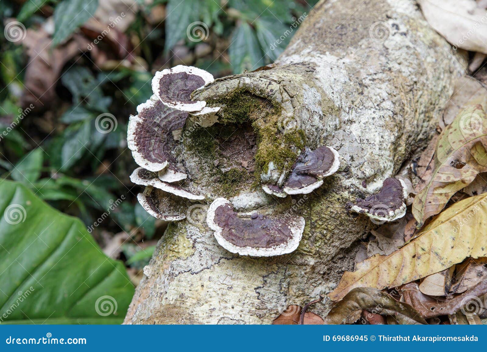 Mushroom on a Decayed Timber Stock Image - Image of mushroom, forest ...