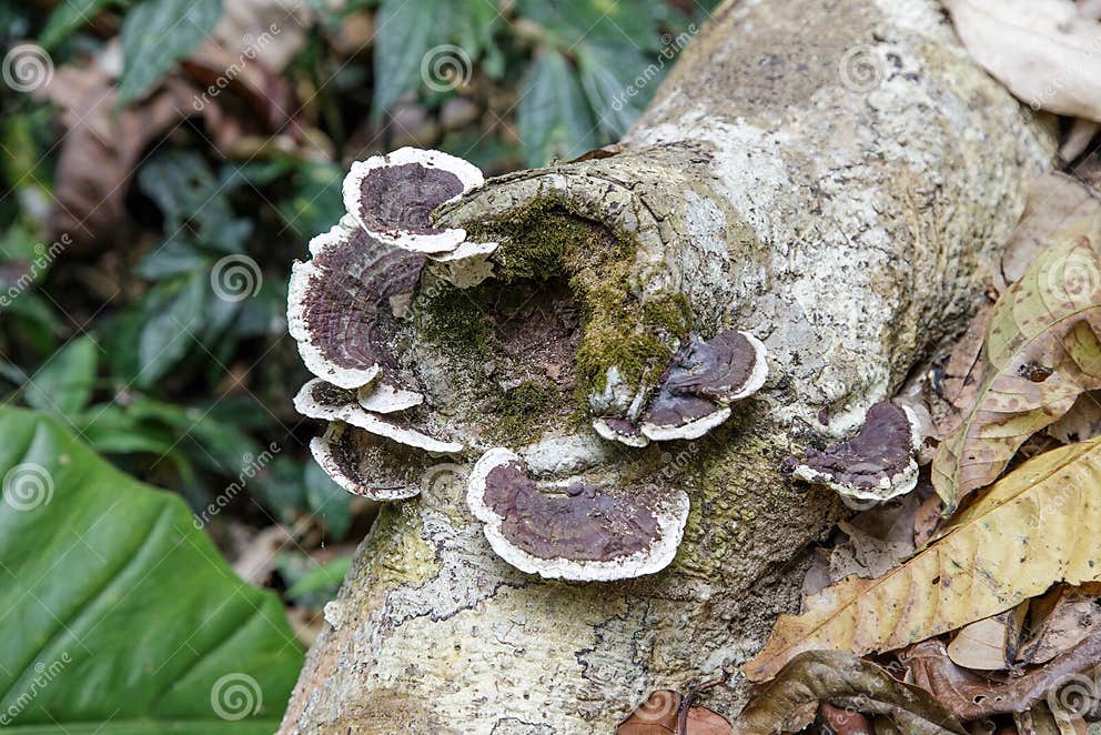 Mushroom on a Decayed Timber Stock Image - Image of mushroom, forest ...