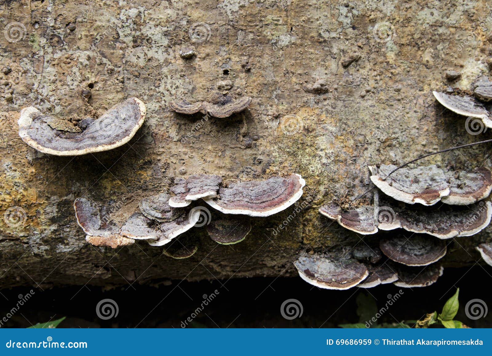 Mushroom on a Decayed Timber Stock Image - Image of decayed, wood: 69686959