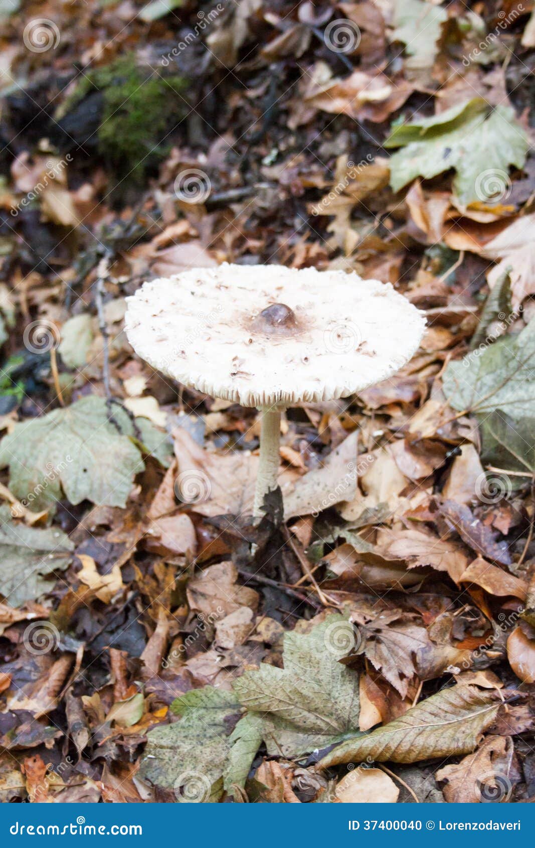 Mushroom with dots stock photo. Image of nipple, couple - 37400040