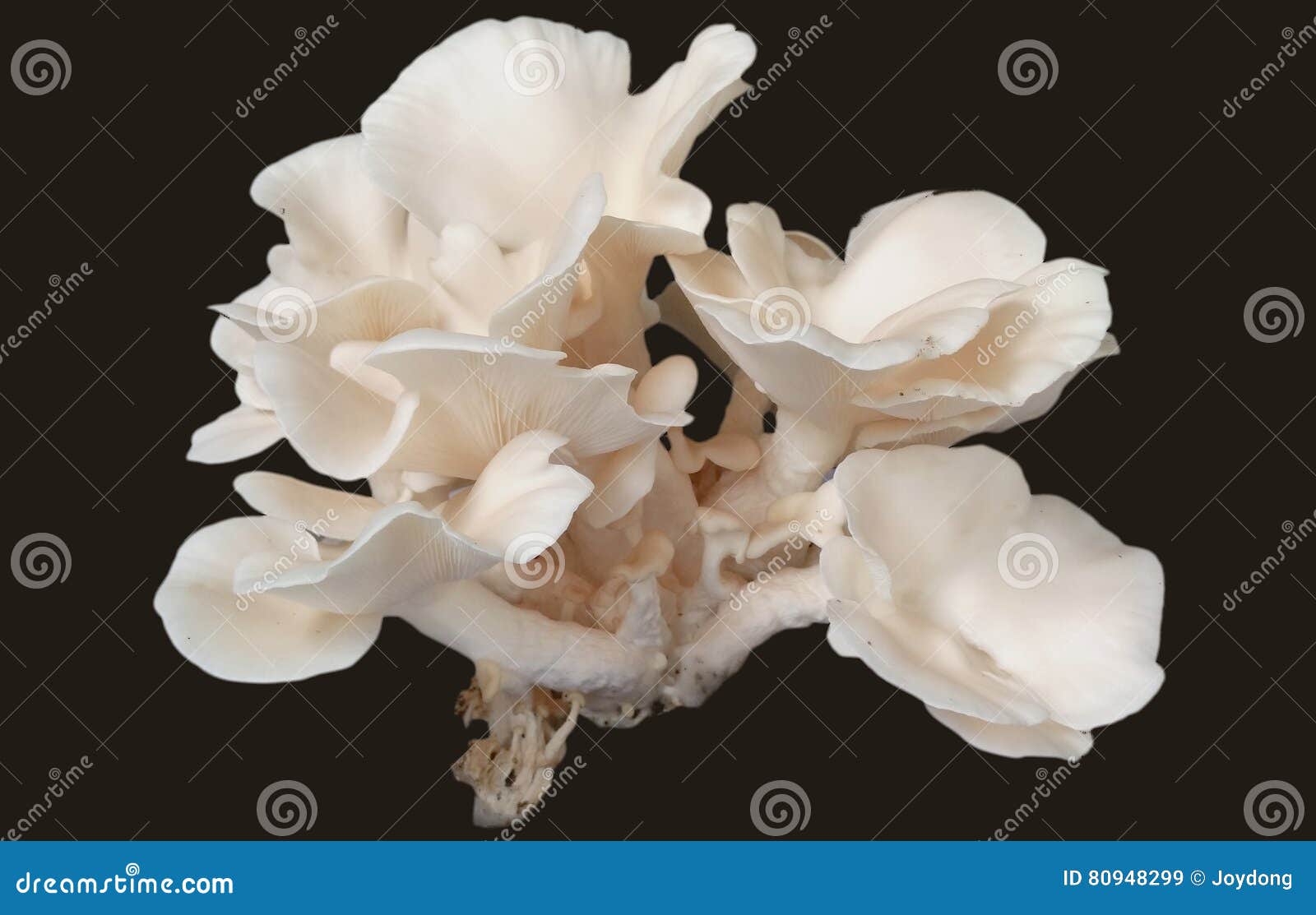 Mushroom edible fungi stock image. Image of edible, cultivation - 80948299