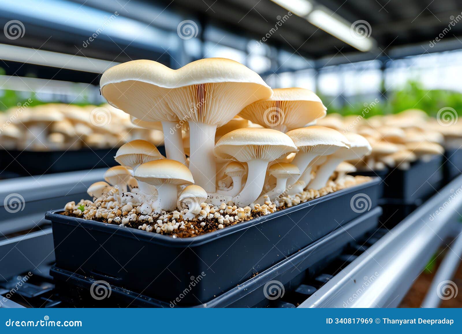 Mushroom Farm Button, Fruiting, and Hydroponic Depicted in a Hydroponic ...