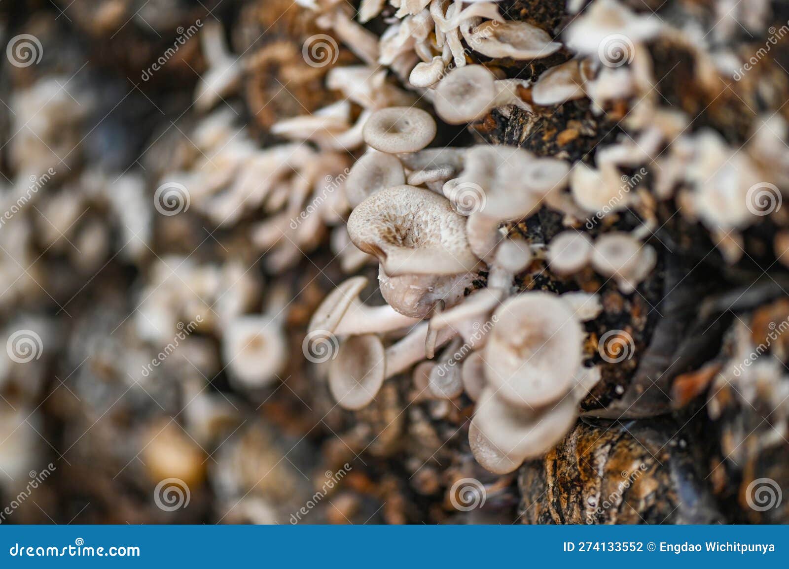 Mushroom Farm with Fresh Mushroom Growing on Mushroom Spawn - Lentinus ...