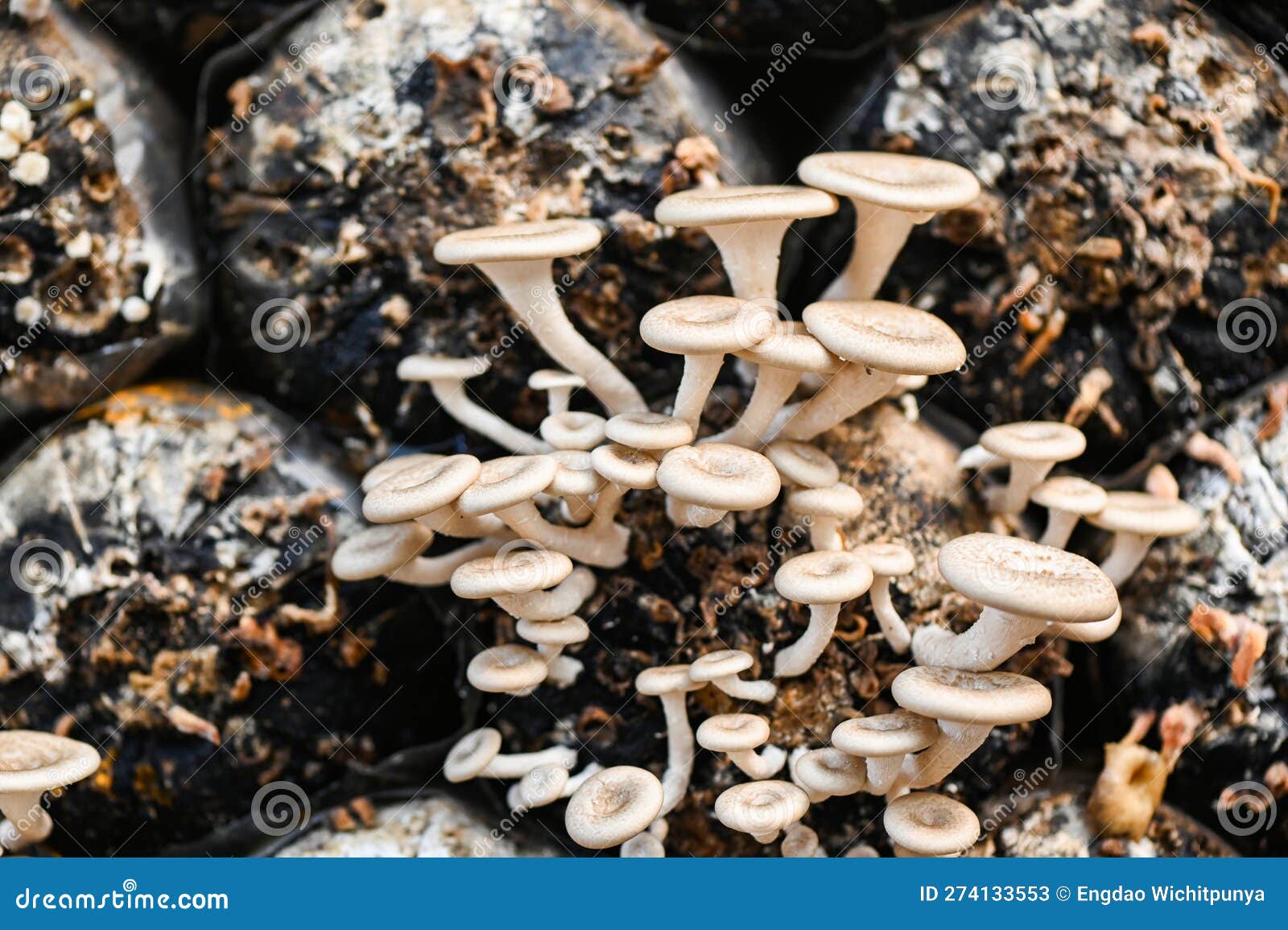 Mushroom Farm with Fresh Mushroom Growing on Mushroom Spawn - Lentinus ...