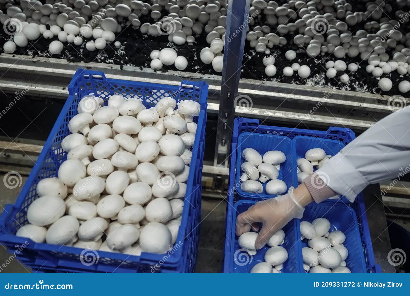 Mushroom Farm. Lots of Mushrooms Stock Photo - Image of fungus, edible ...