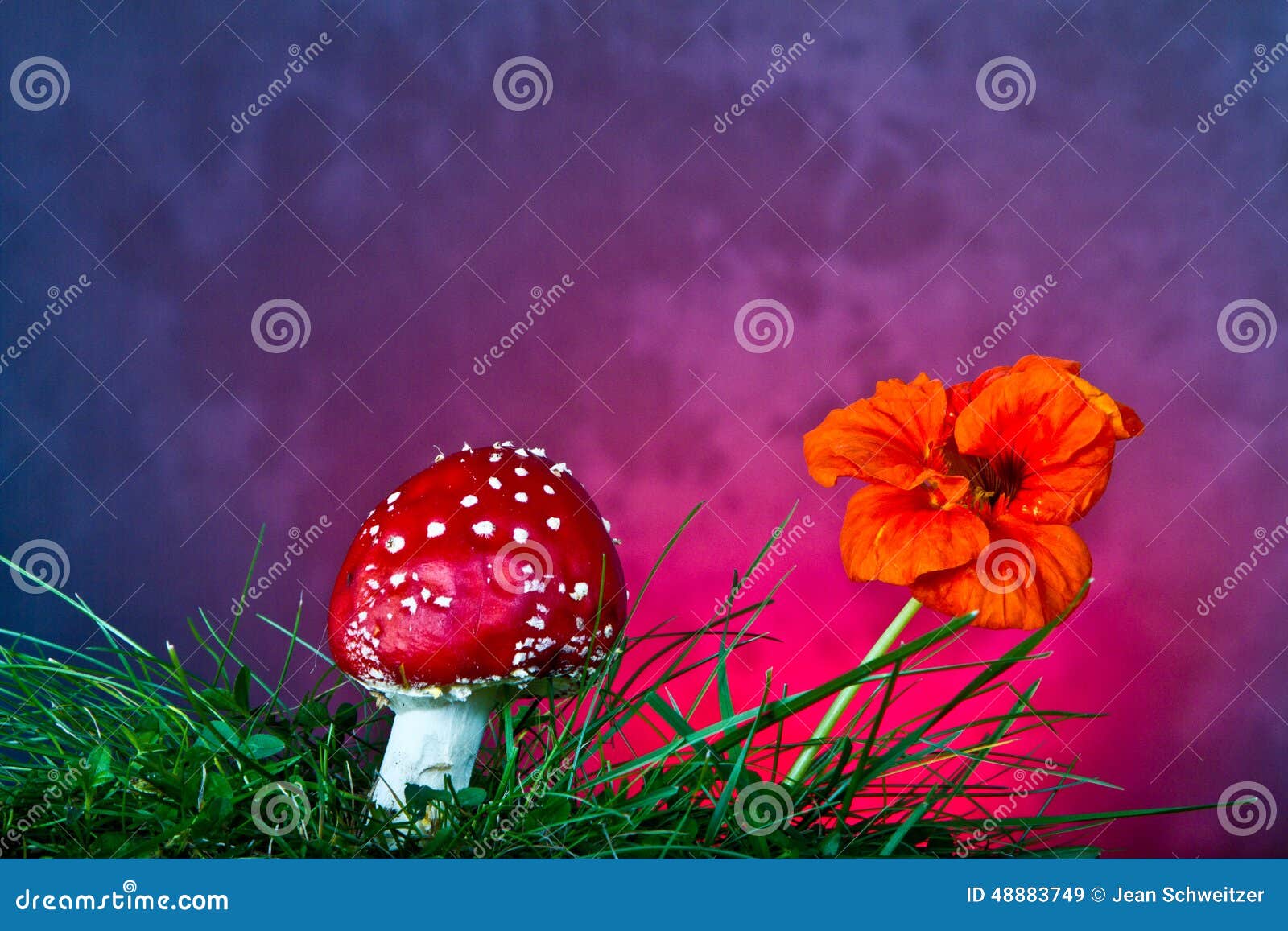 Mushroom and flower stock image. Image of amanita, nature - 48883749