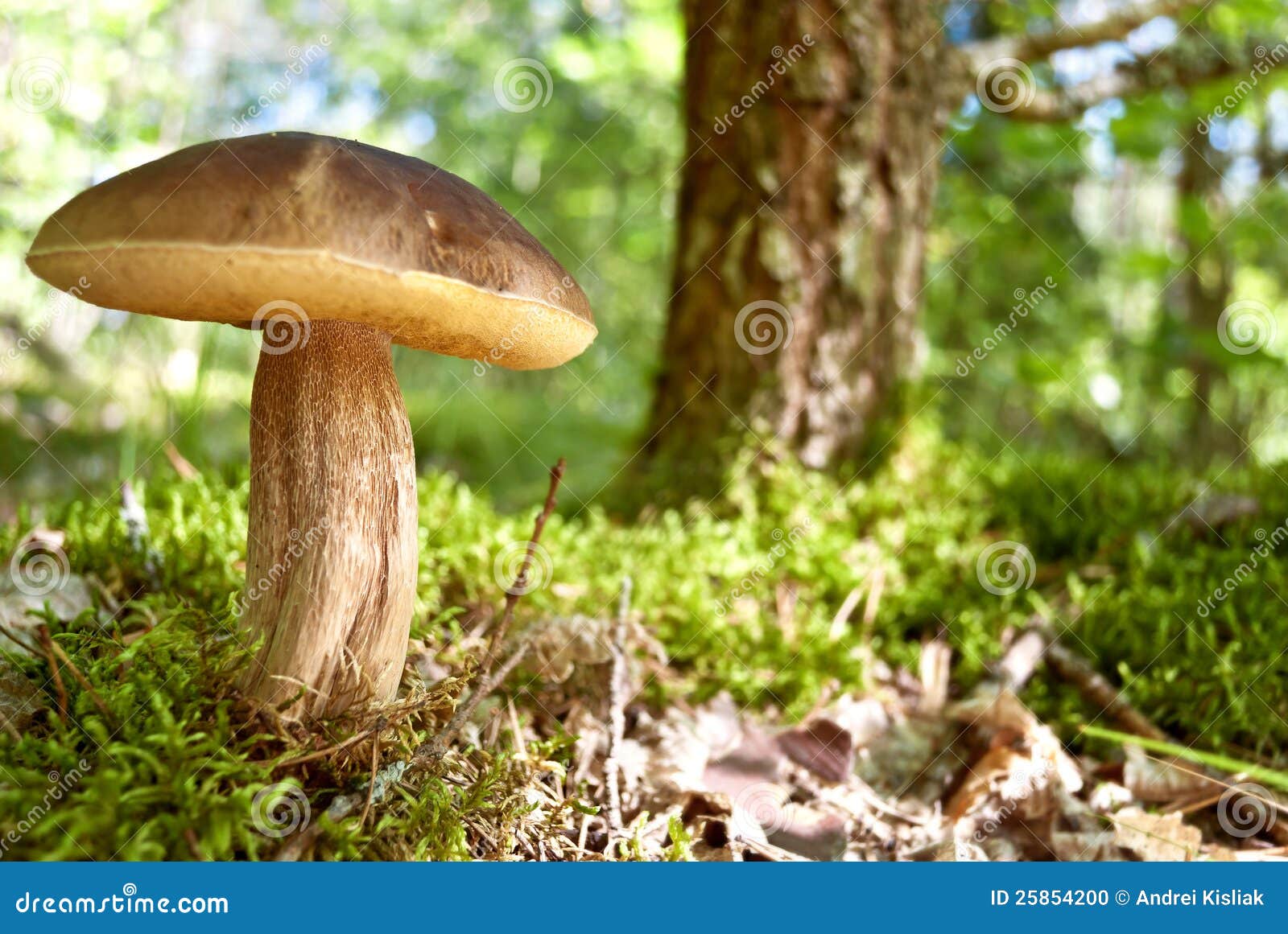 Mushroom in the forest stock photo. Image of autumn, plant - 25854200