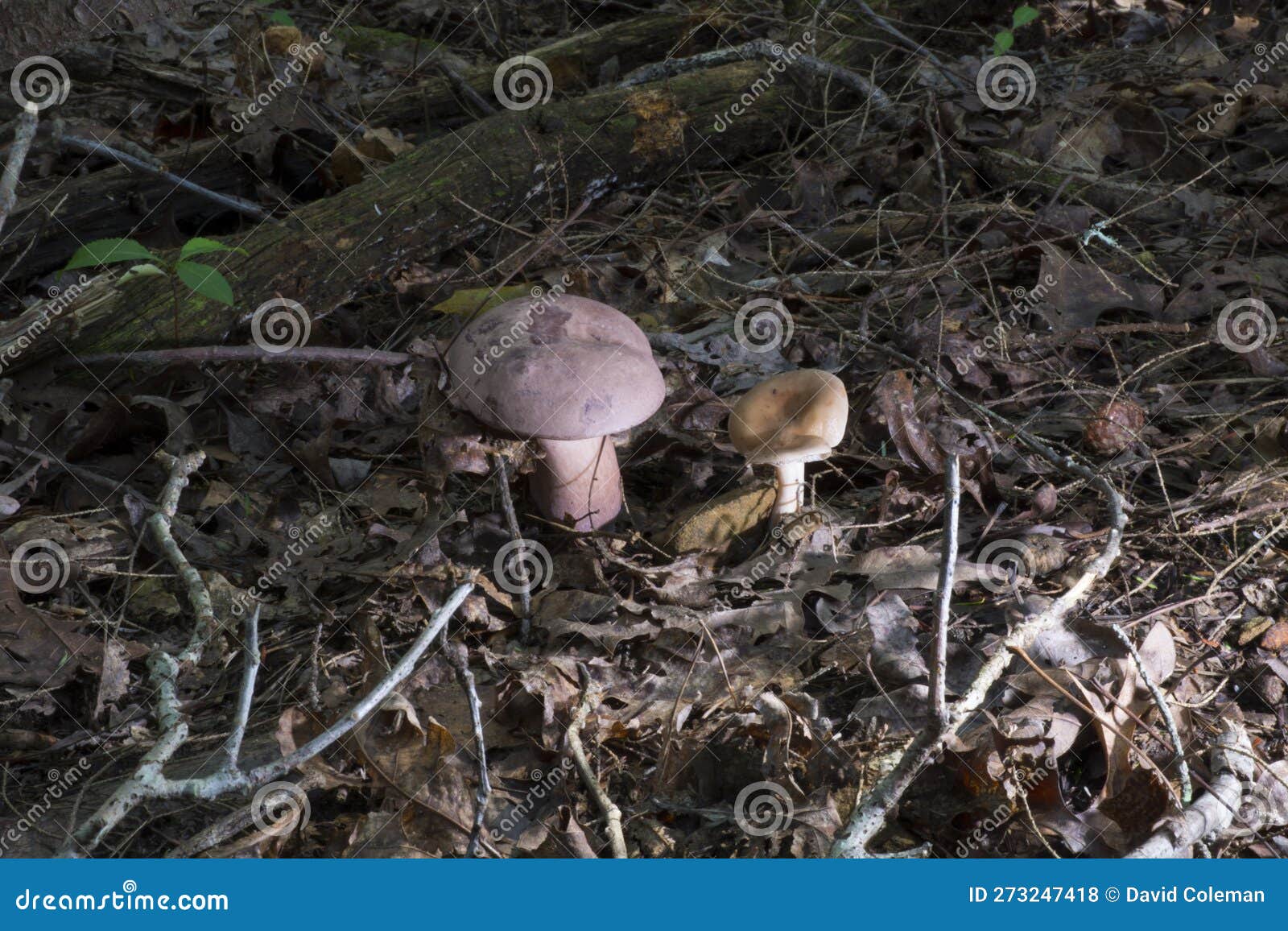 Mushroom on forest floor stock photo. Image of fungus - 273247418