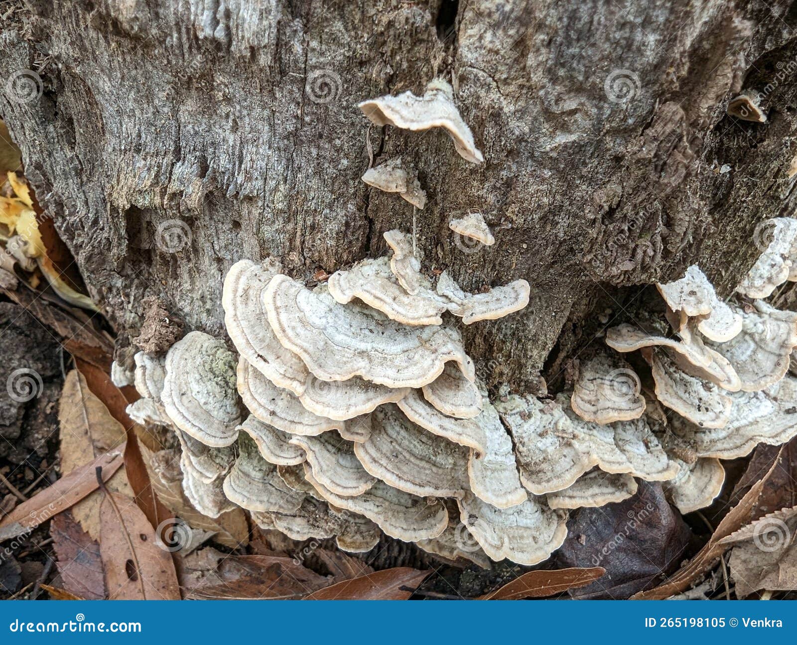 Mushroom Fungi Growing on a Dead Tree Bark Stock Image - Image of ...