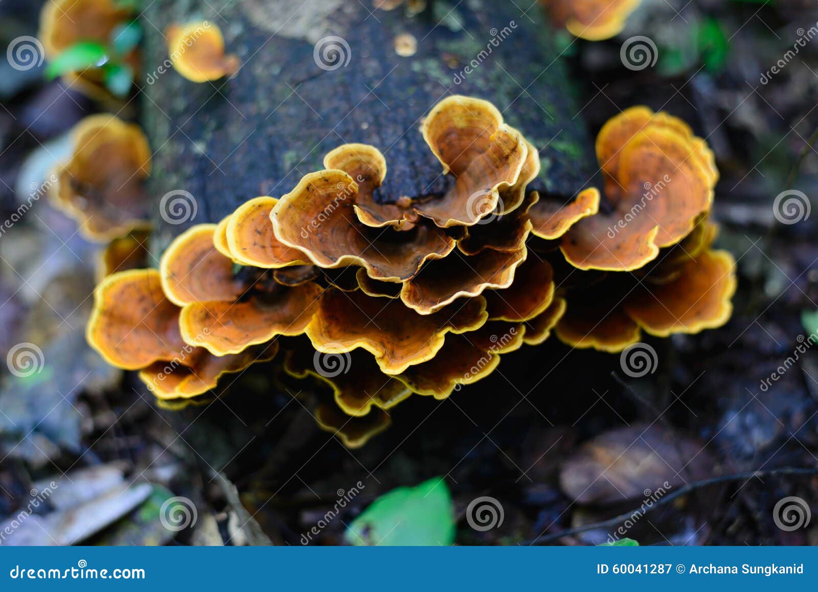 Mushroom Fungi Tree stock image. Image of nature, detail - 60041287