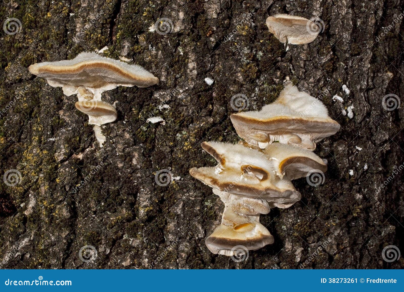 Mushroom, Fungus, Tree, Shelf, Forest Stock Image - Image of moss ...