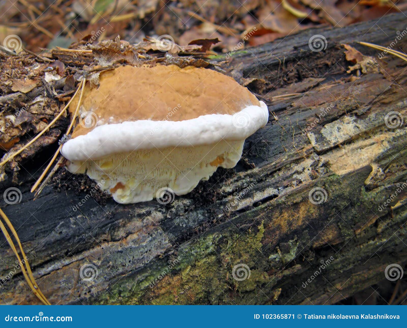 Mushroom Ganoderma Applanatum. Stock Image - Image of spores, agaric ...