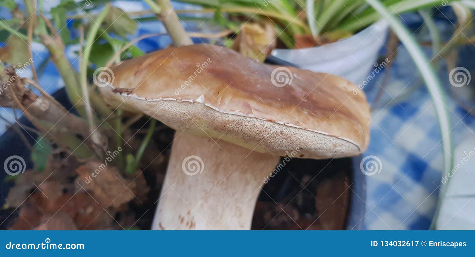 Mushroom of the Genus Boletus Stock Image - Image of bolete, ingredient ...