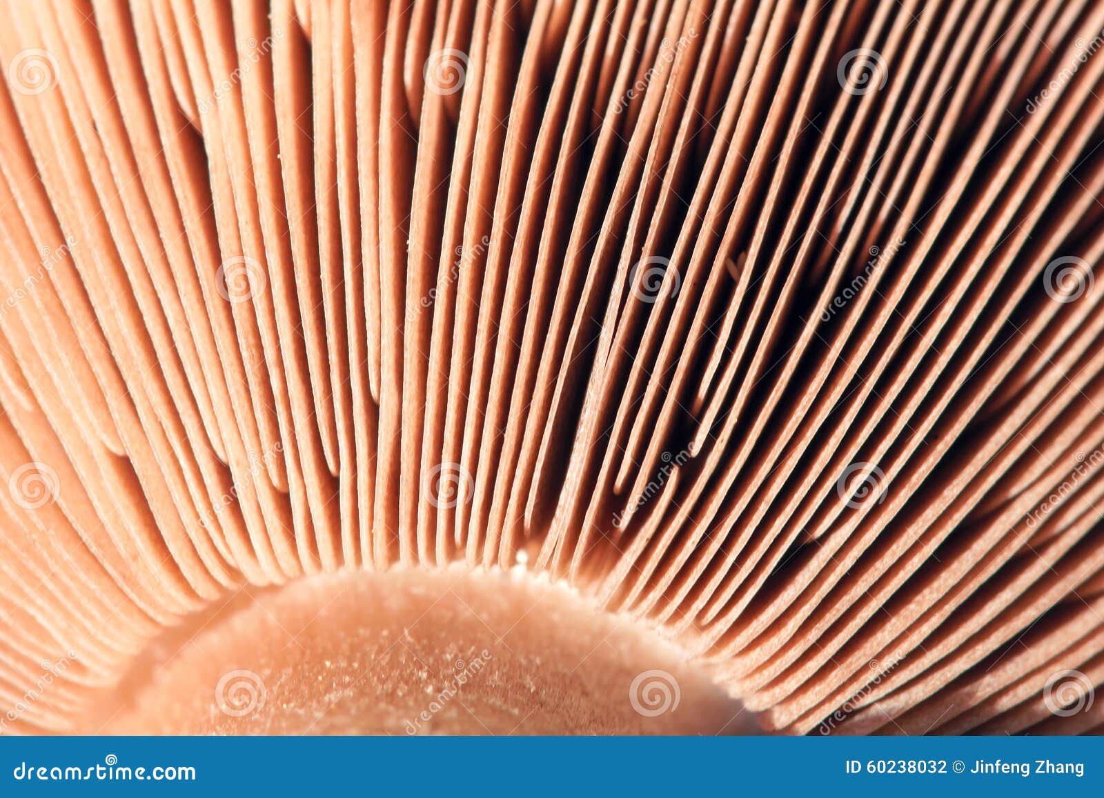 Mushroom gill stock photo. Image of gill, detail, mediotrastum - 60238032
