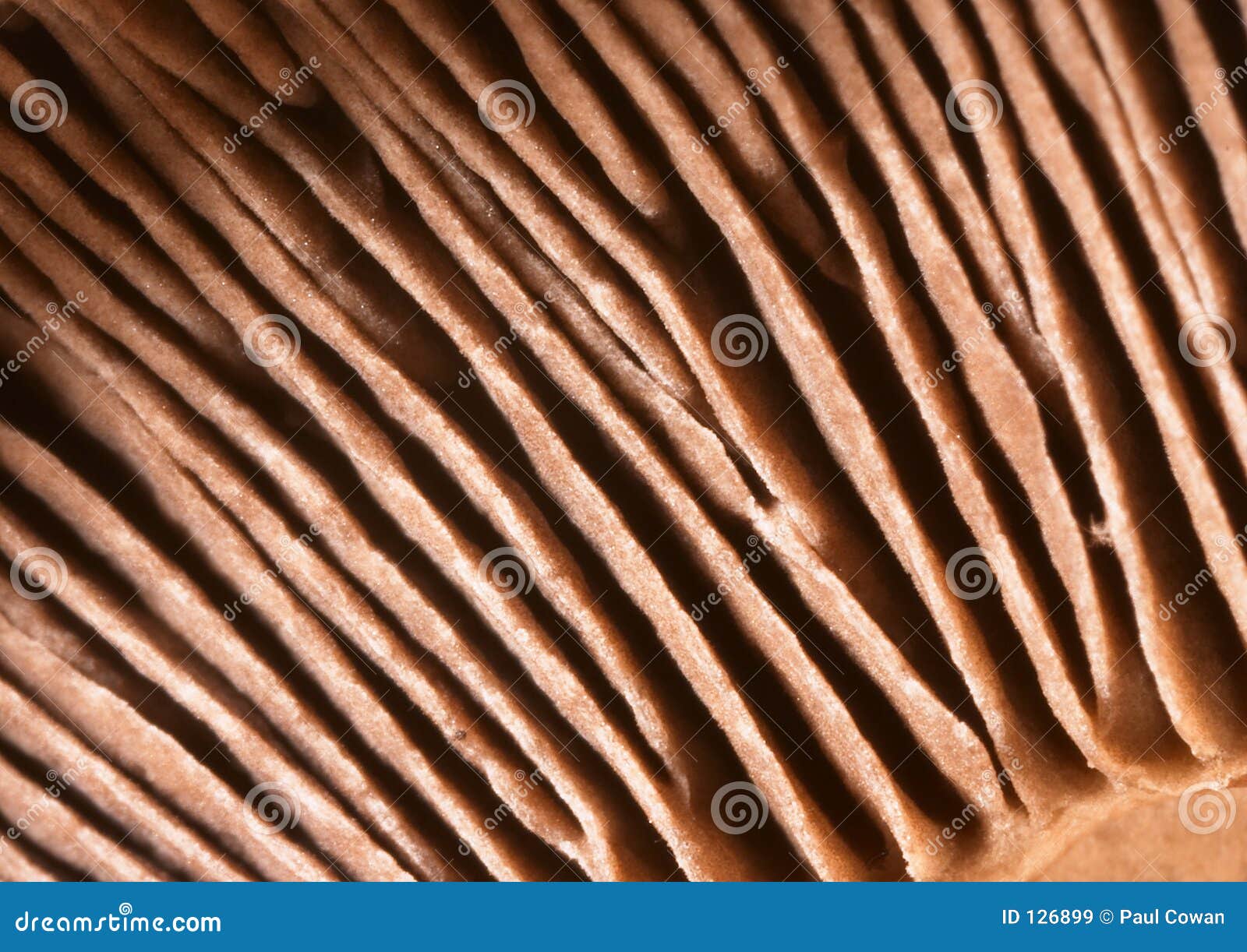 Mushroom gills stock image. Image of nature, flora, abstract - 126899