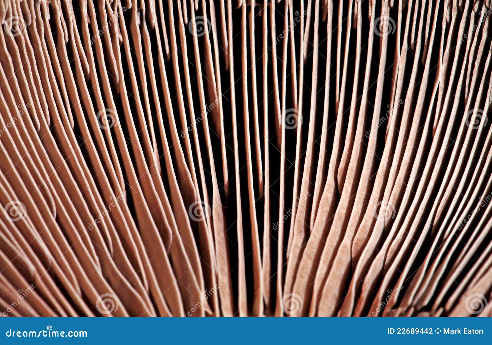 Mushroom Gills stock photo. Image of delicious, fins - 22689442