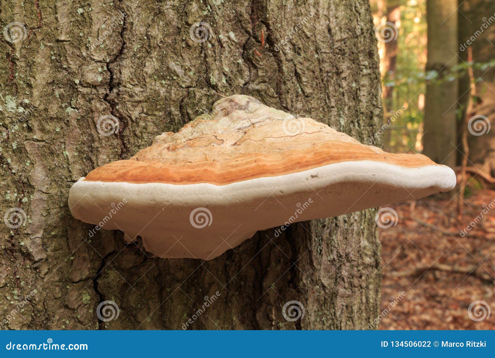 Mushroom - Gray Fire Sponge PHELLINUS IGNIARIUS Stock Photo - Image of ...