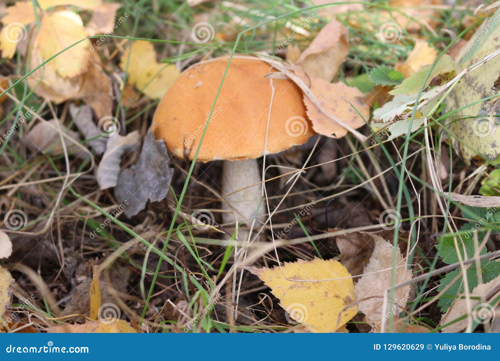 Mushroom Grew in a Cold Autumn Forest Stock Image - Image of season ...