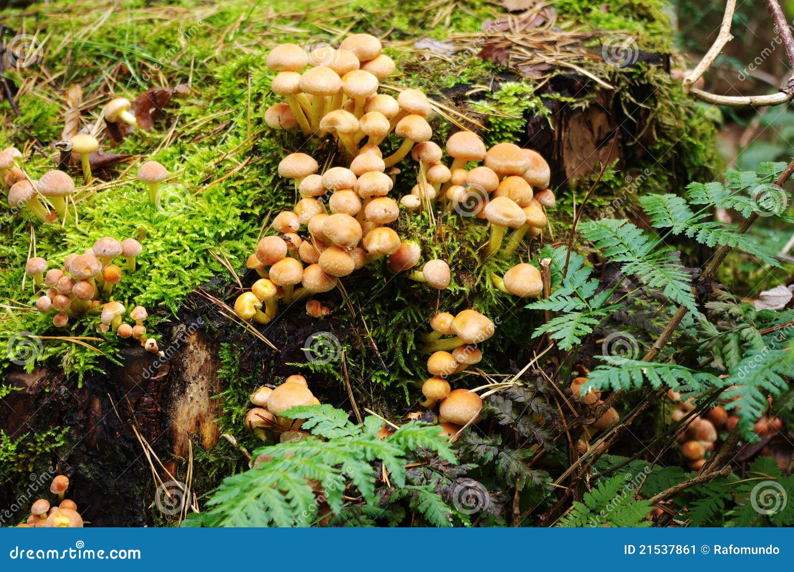 Mushroom group stock image. Image of beautiful, objects - 21537861