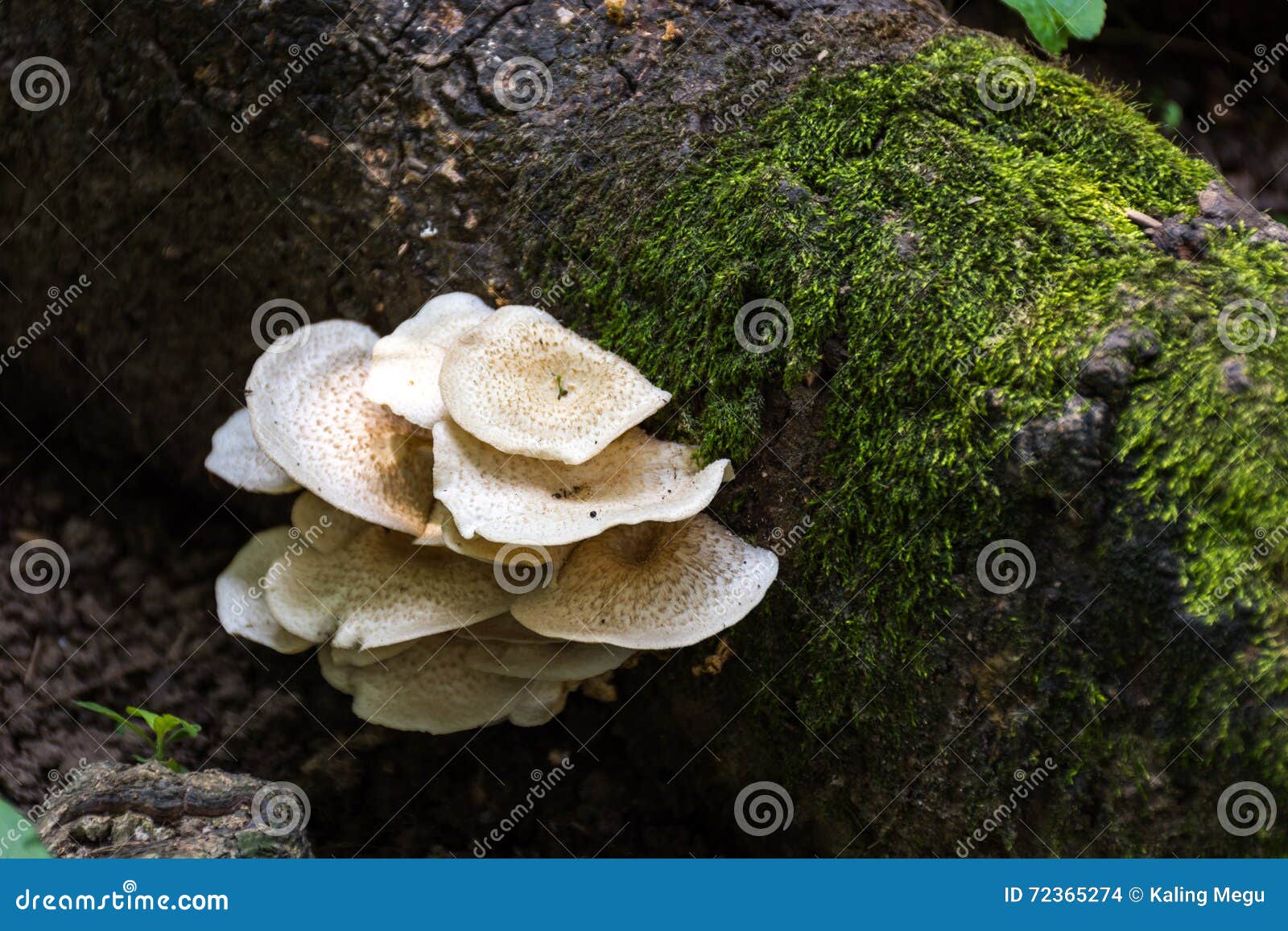 Mushroom Grow on the Site of Root Stock Photo - Image of forest ...