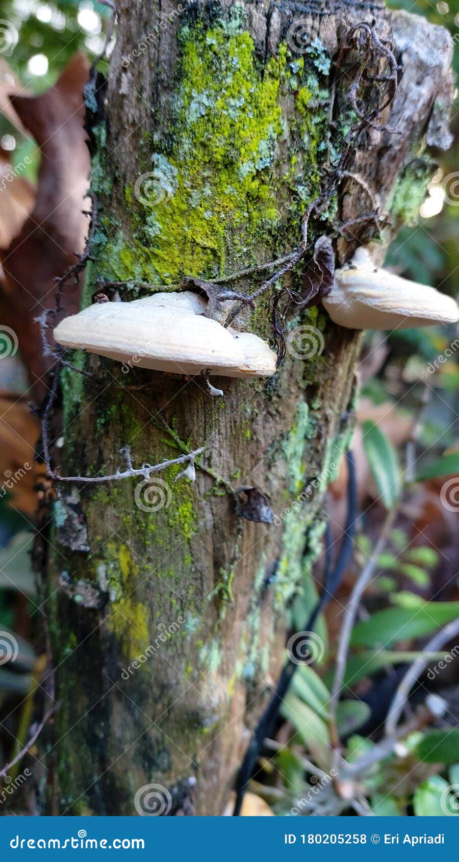 Mushroom grow on tree stock photo. Image of nature, trunk - 180205258