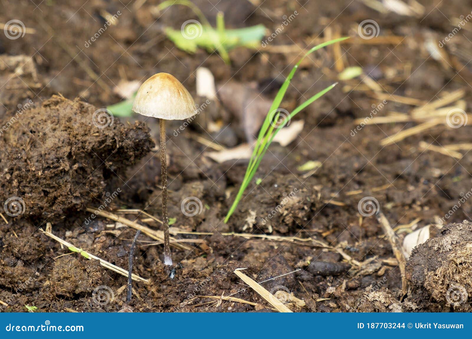 Mushroom Growing on Cow Dung Stock Photo - Image of outdoor, macro ...