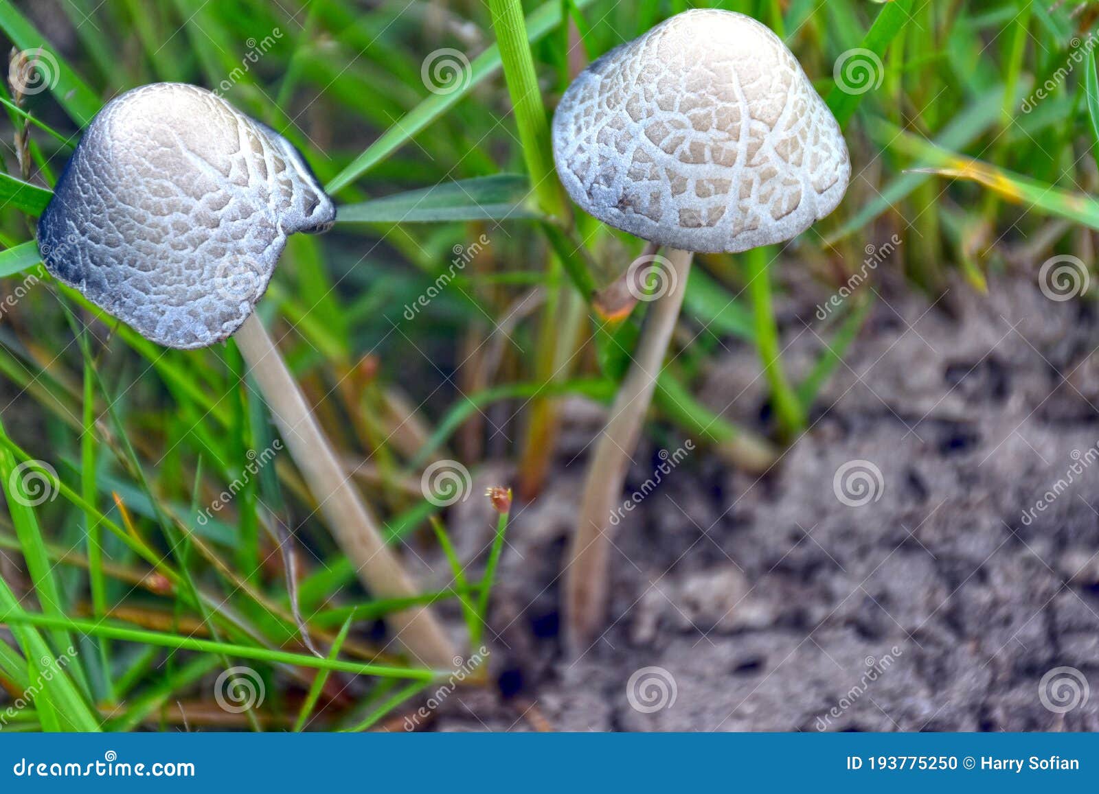 Mushroom Growing on Cow Dung Stock Photo - Image of fungi, mushrooms ...