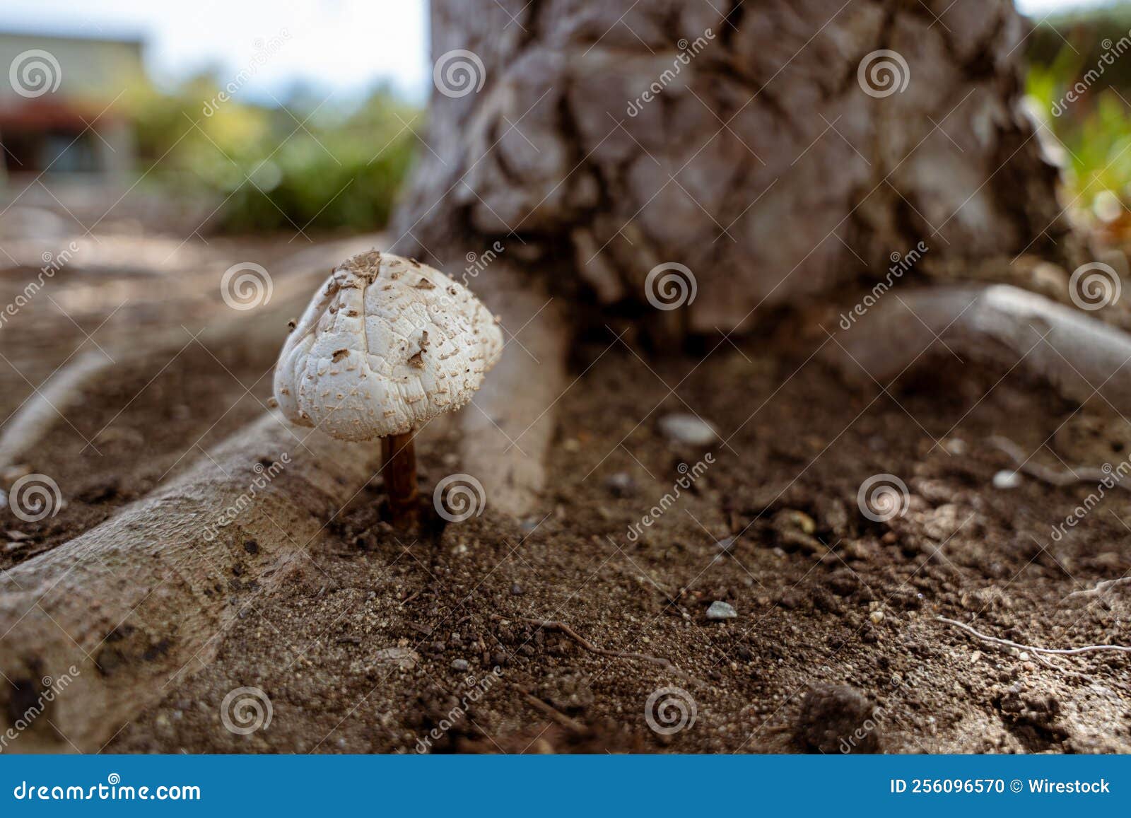 Mushroom Growing Near the Root of a Tree Stock Photo - Image of ...