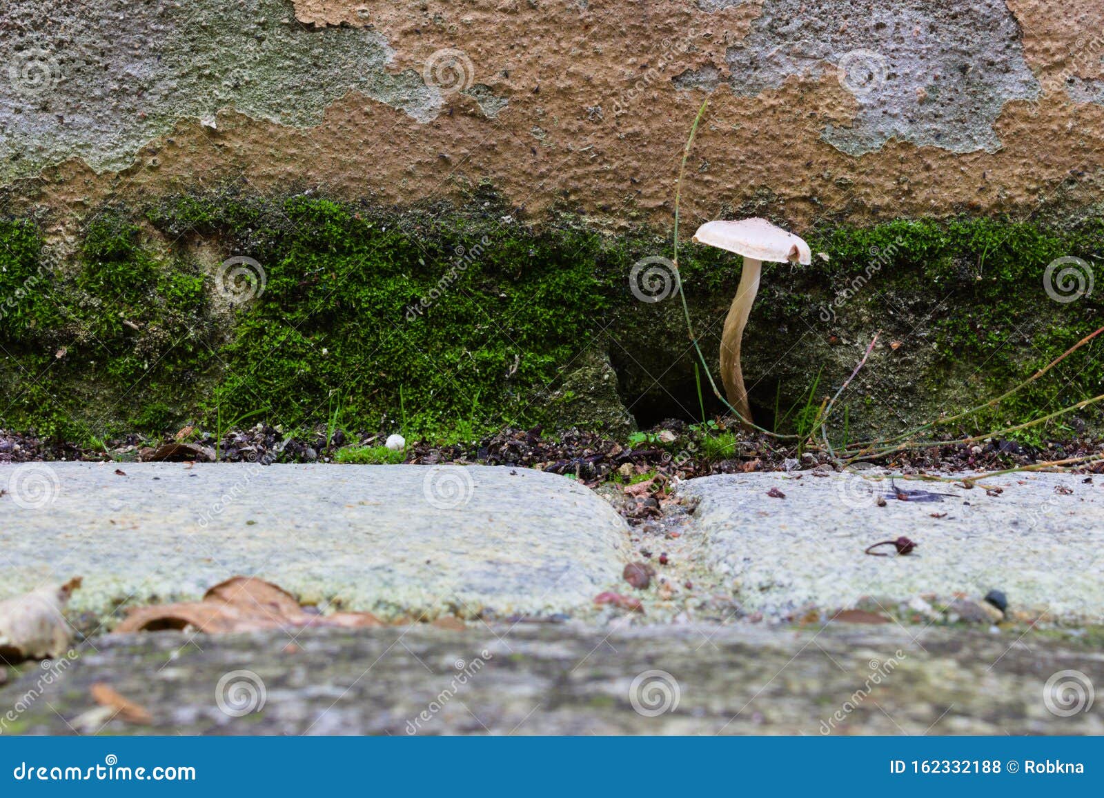 Mushroom Growing Out of a Wall Stock Photo - Image of damaged, closeup ...