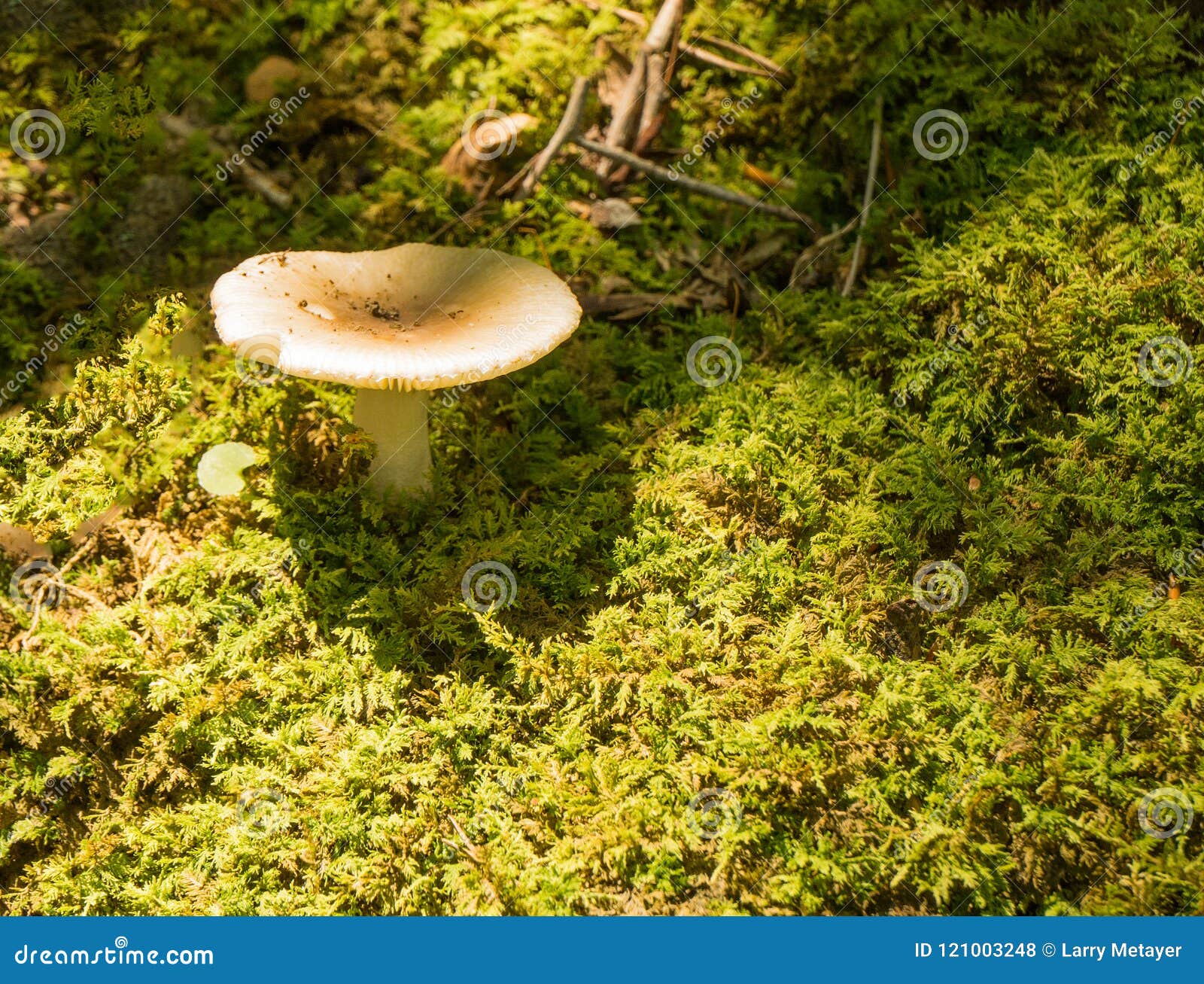 Mushroom Growing in Patch of Moss Stock Photo - Image of mountian ...