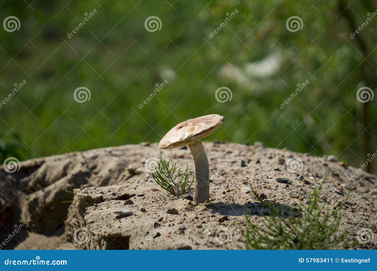 Mushroom Growing in the Sand Stock Image - Image of growing, color ...