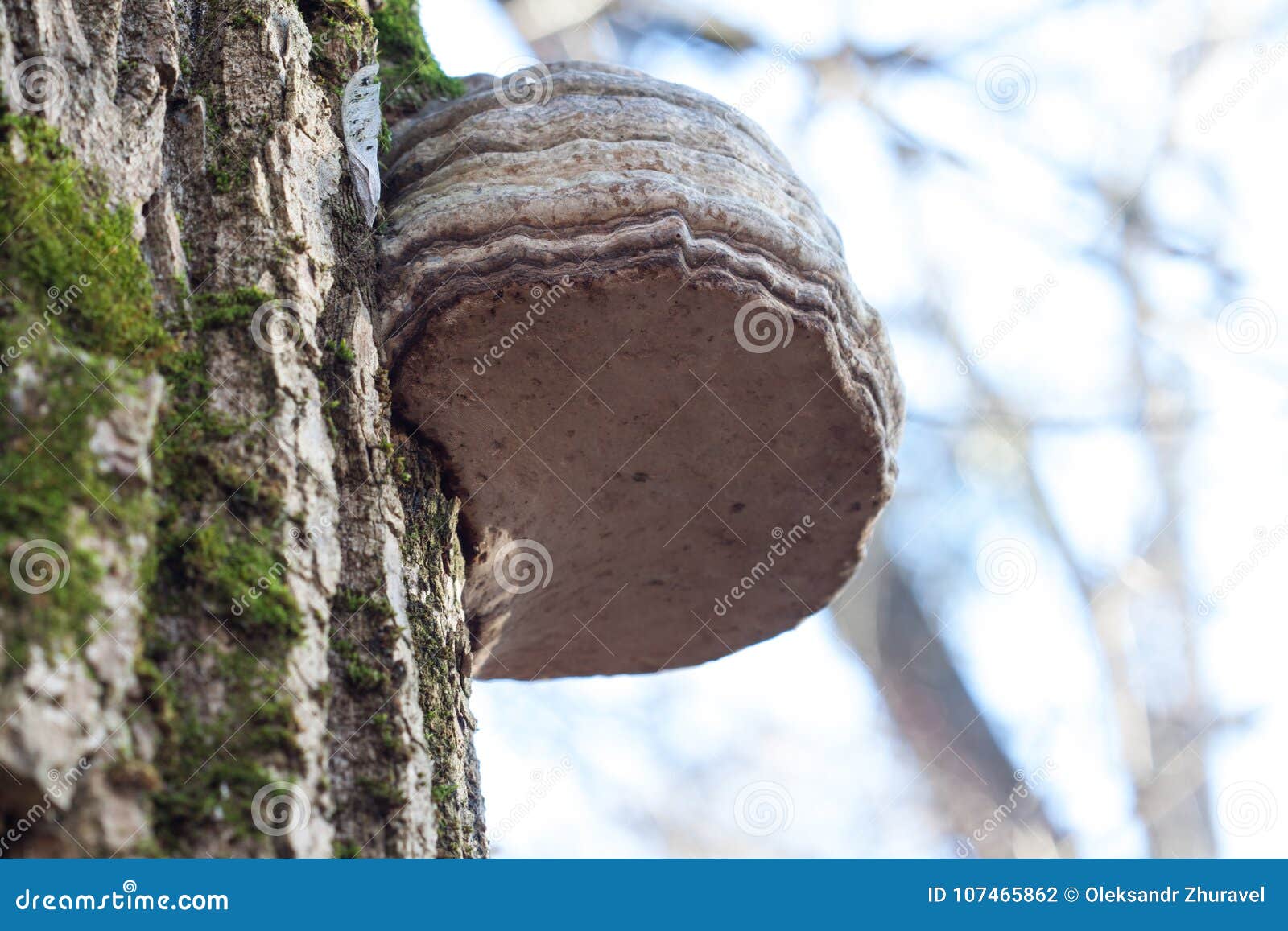Mushroom on the Side of a Tree Stock Photo - Image of growth, habitat ...
