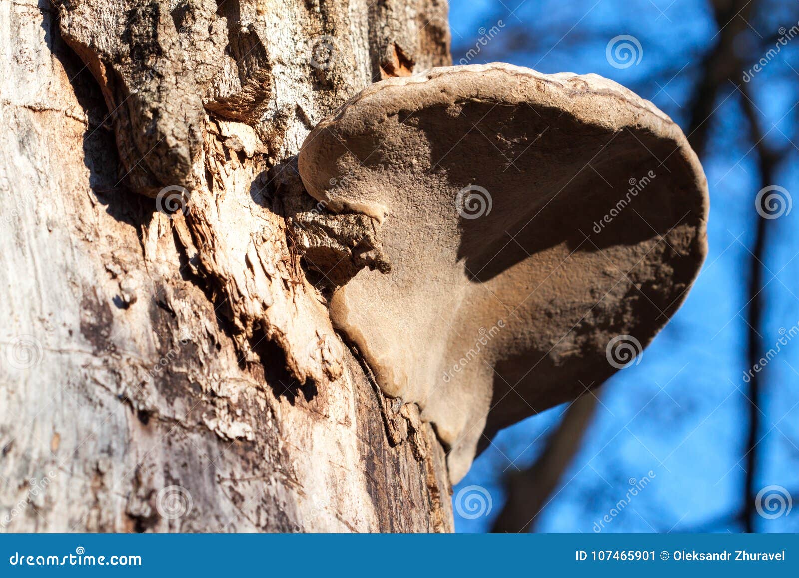 Mushroom on the Side of a Tree Stock Image - Image of mushroom, closeup ...