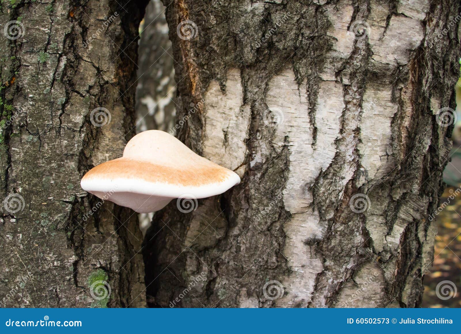 Mushroom Growing on a Tree Birch Stock Image - Image of view, trunk ...