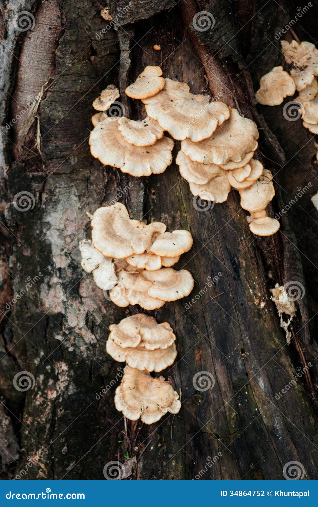 Mushroom growing on tree stock photo. Image of fall, closeup - 34864752