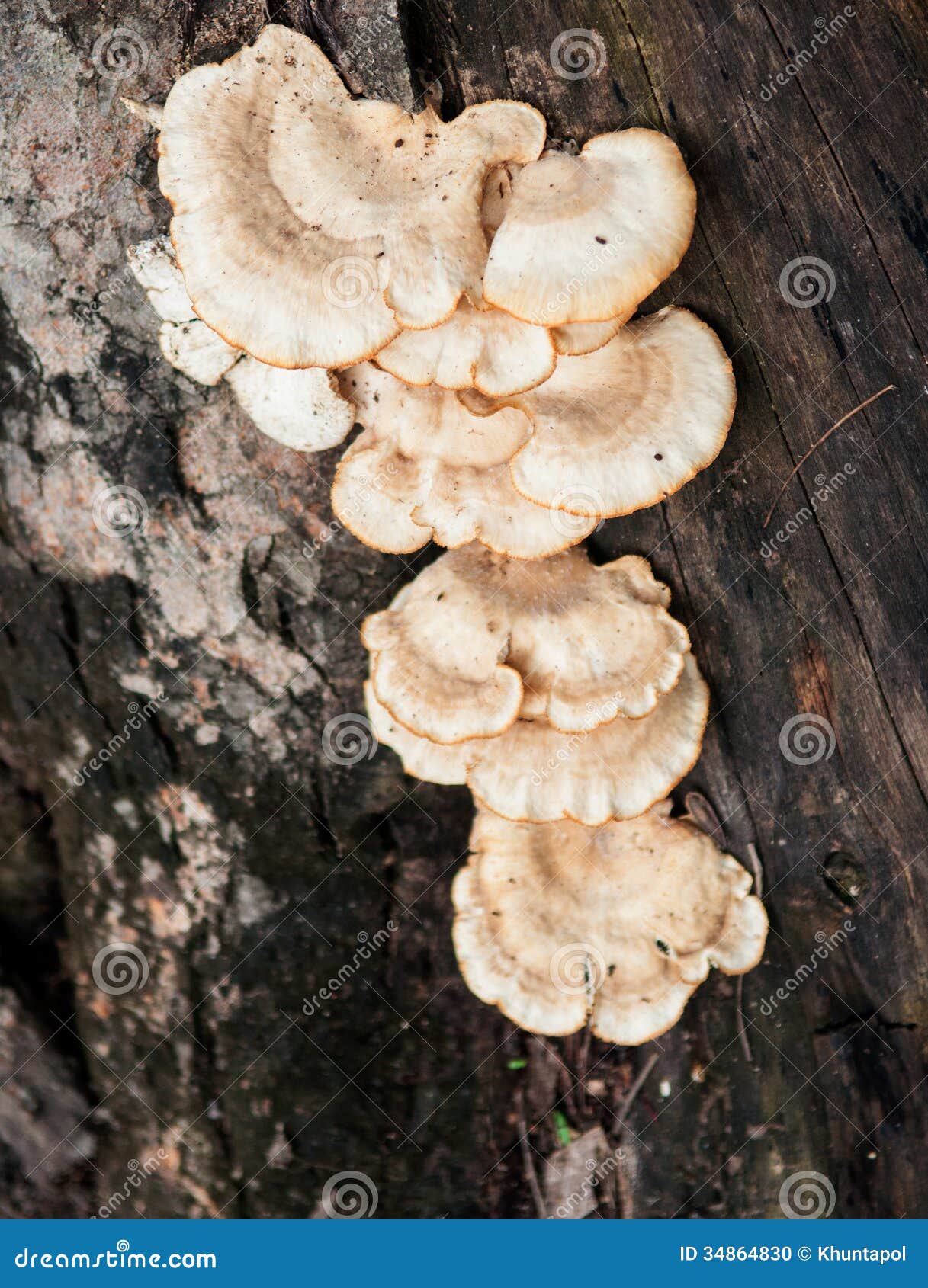 Mushroom growing on tree stock photo. Image of moss, natural - 34864830