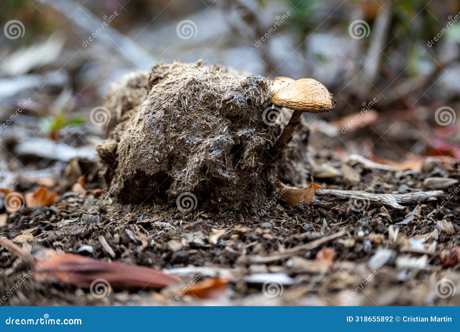 Mushroom that Grows on Cow Dung (magic Mushrooms) Stock Photo - Image ...
