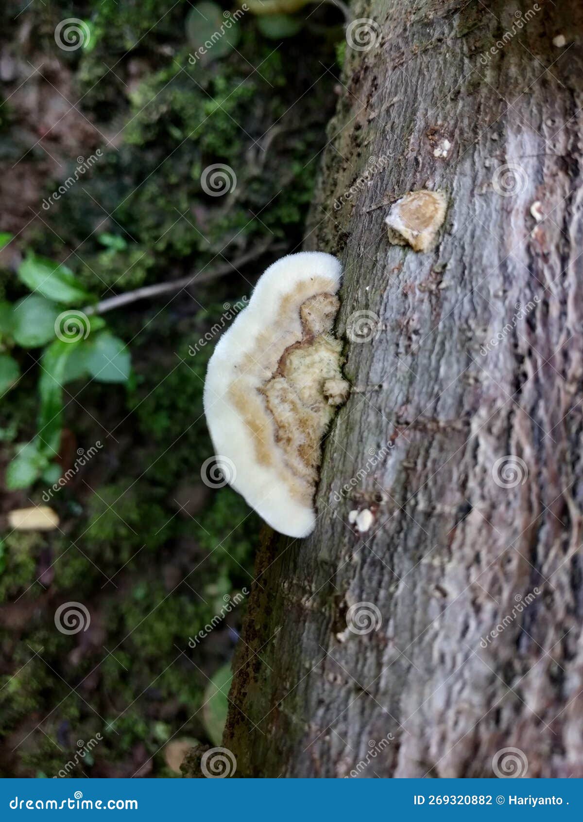 Mushroom that Grows Naturally on Tree Trunks Stock Photo - Image of ...