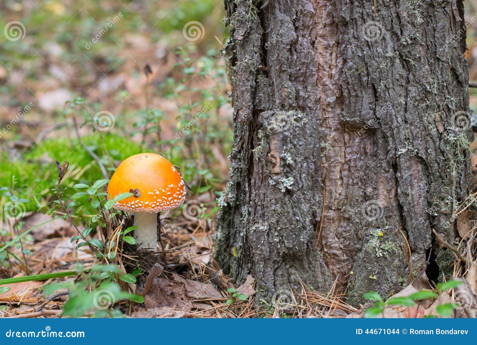 Mushroom stock photo. Image of amanita, grass, pine, tree - 44671044