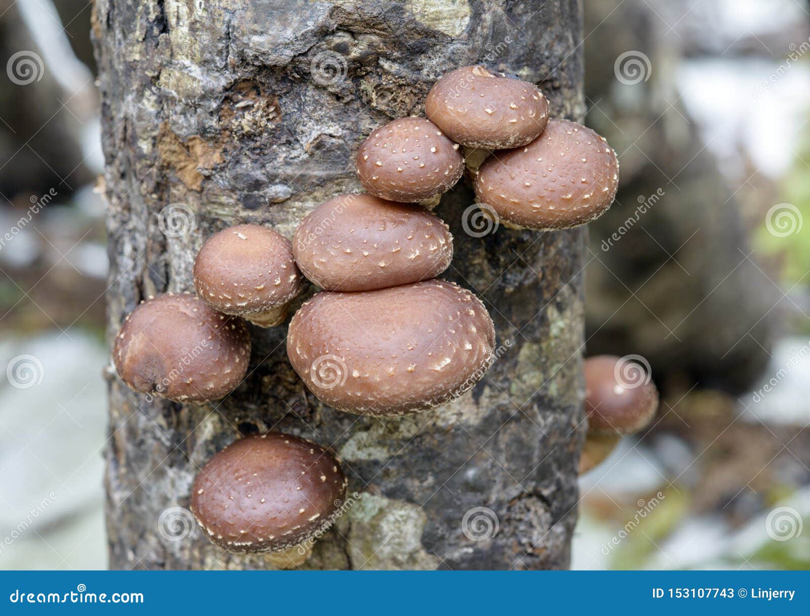Fungus on Tree Stump in a Park Stock Image - Image of brown, fall ...