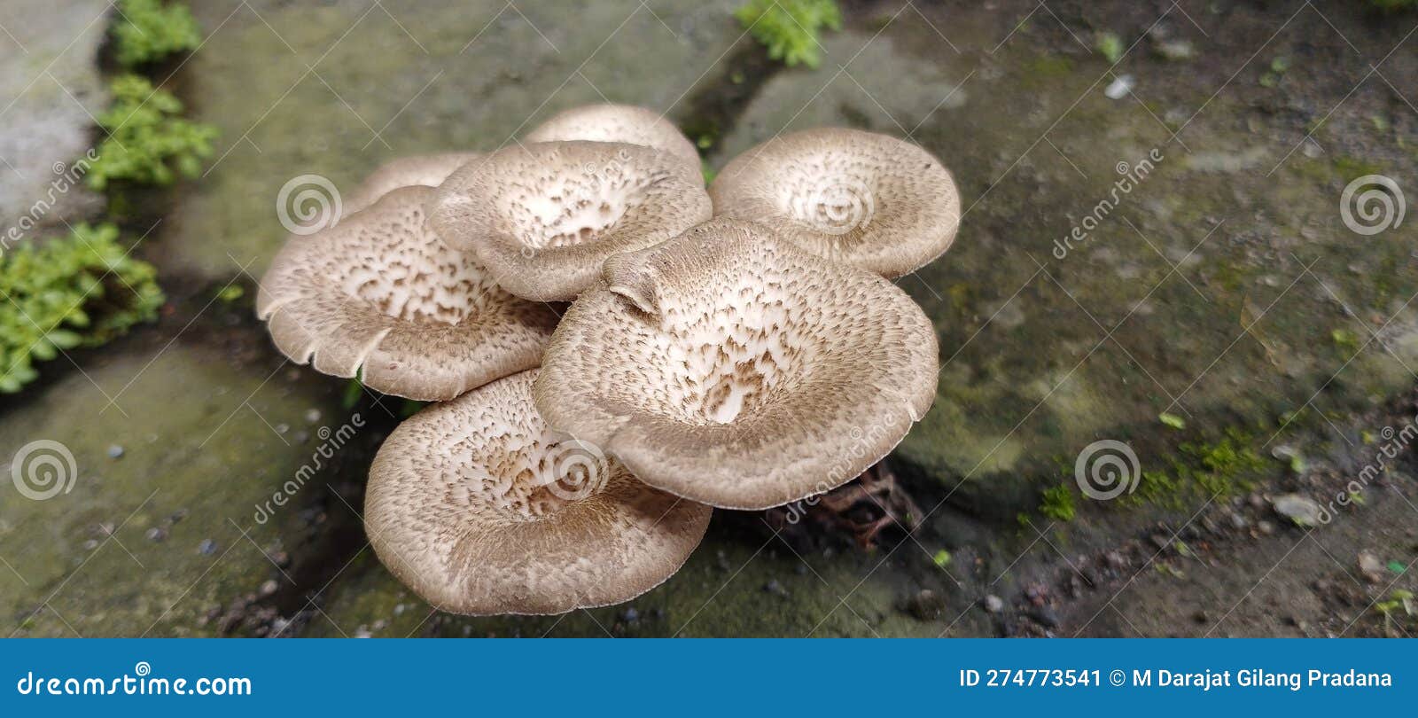 Mushroom Growth at the Bricks Stock Image - Image of growth, bricks ...