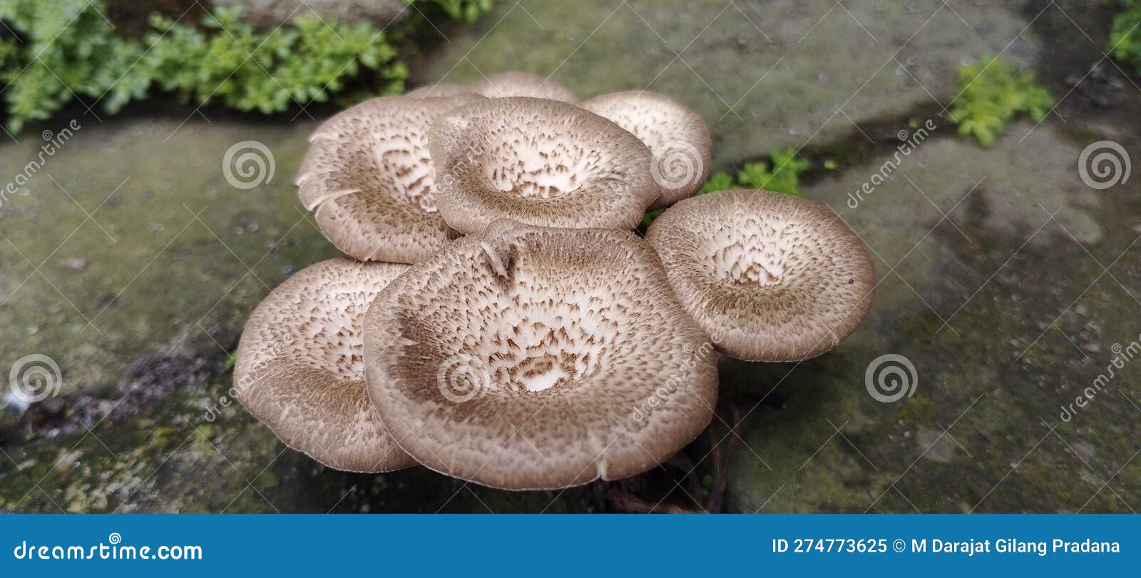 Mushroom Growth at the Bricks Stock Image - Image of produce, woodland ...