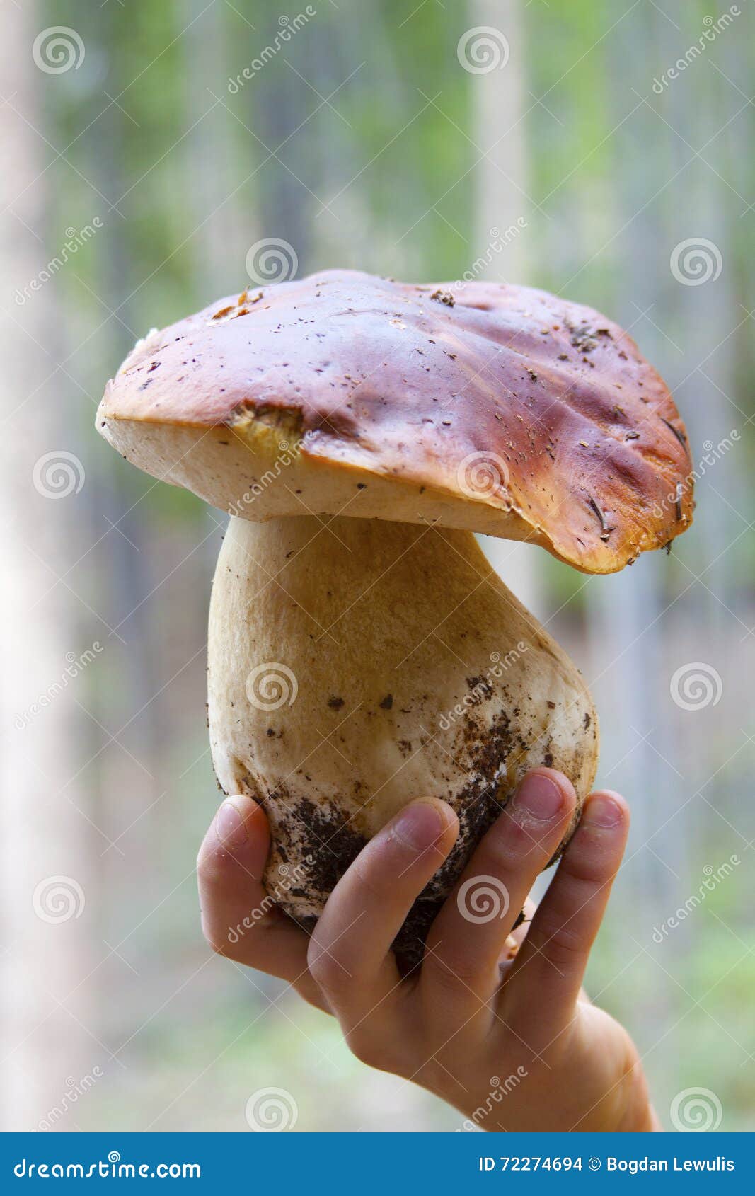 Mushroom in hand stock photo. Image of mushroom, human - 72274694