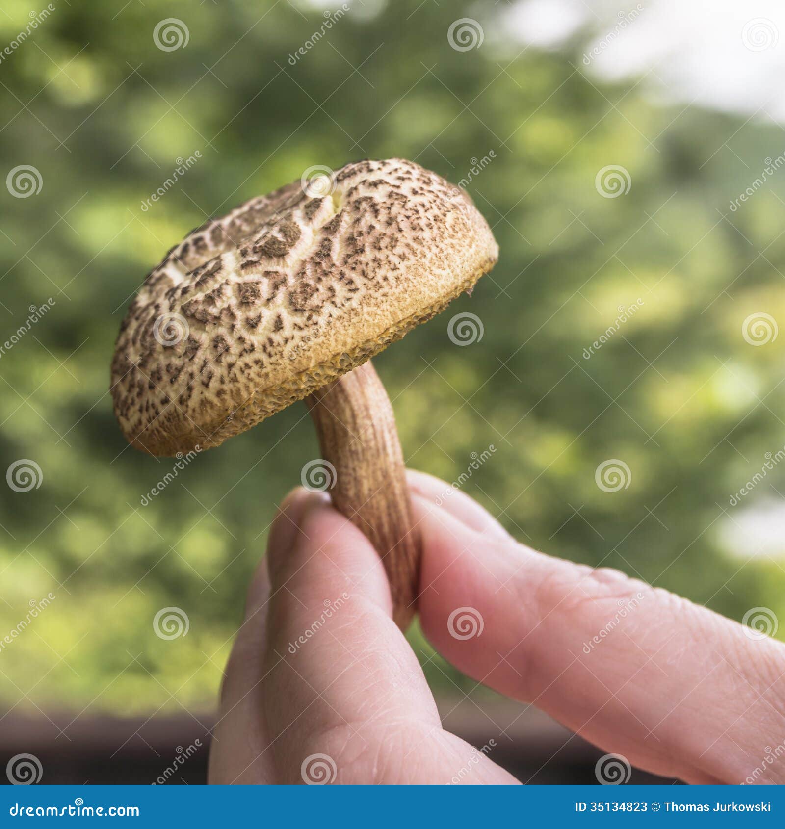 Mushroom in hand stock image. Image of exhibit, malopolska - 35134823
