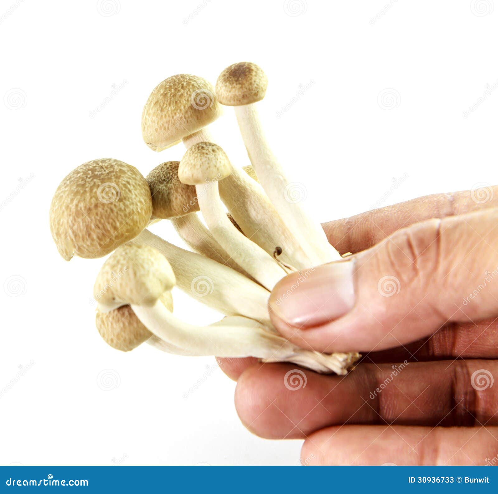 Mushroom with hand stock image. Image of fungus, vegetable - 30936733