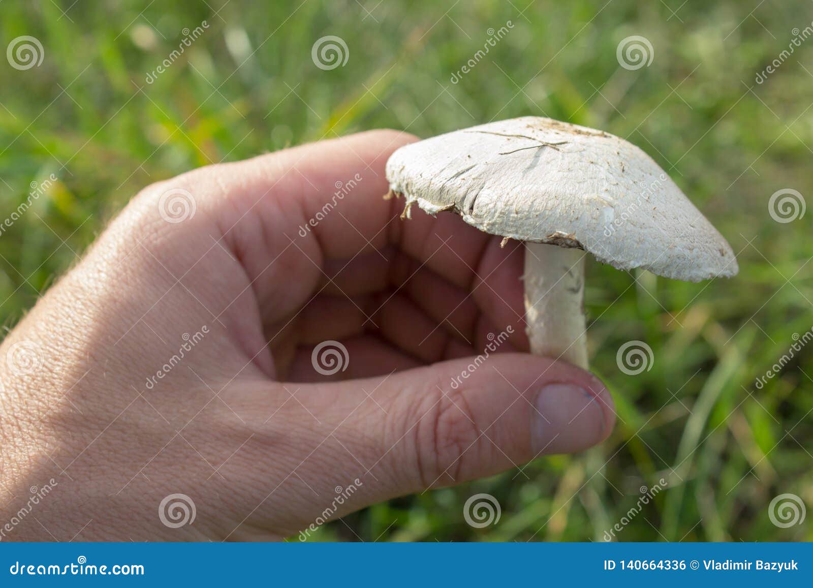 Mushroom in the Hands,find the Mushroom in the Hands of Man Agaricus ...