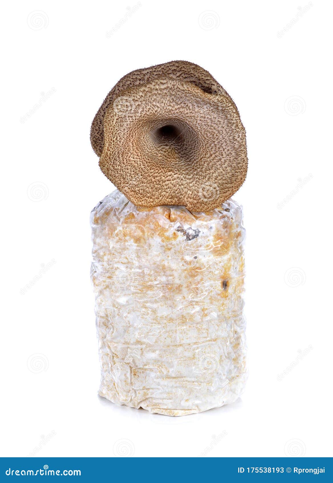 White Panus Polychrous Isolated On A White Background Royalty-Free ...