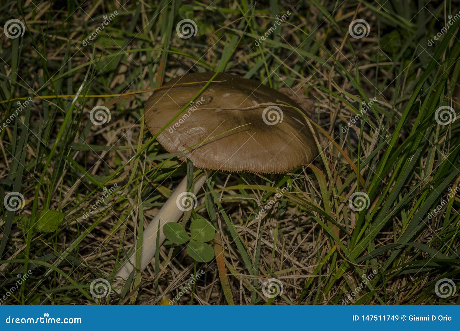 Mushroom Hidden in the Grass in the Middle of the Woods Stock Image ...