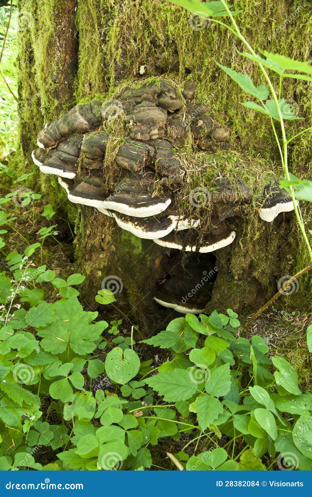Mushroom House in Tree stock photo. Image of fairytale - 28382084